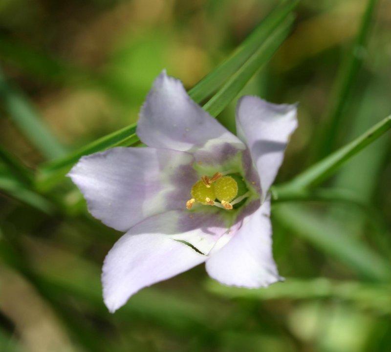 Seaside Gentian (Eustoma exaltatum) - Garden.org