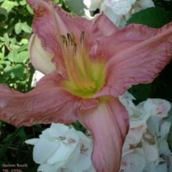 Daylily (Hemerocallis 'Quinn Buck') in the Daylilies Database - Garden.org