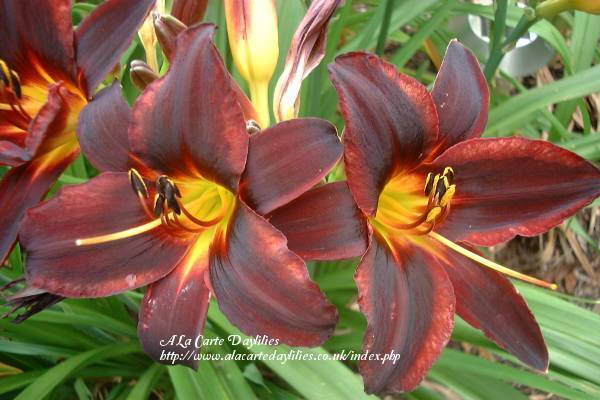 Photo of the bloom of Daylily (Hemerocallis 'Starling') posted by Joy ...