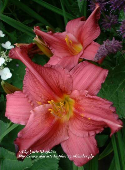 Photo of the bloom of Daylily (Hemerocallis 'Summer Wine') posted by ...