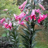 Photo of the bloom of Lily (Lilium 'Robina') posted by Debbie - Garden.org