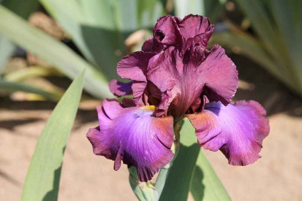Photo of the bloom of Tall Bearded Iris (Iris 'Bronze Peacock') posted ...