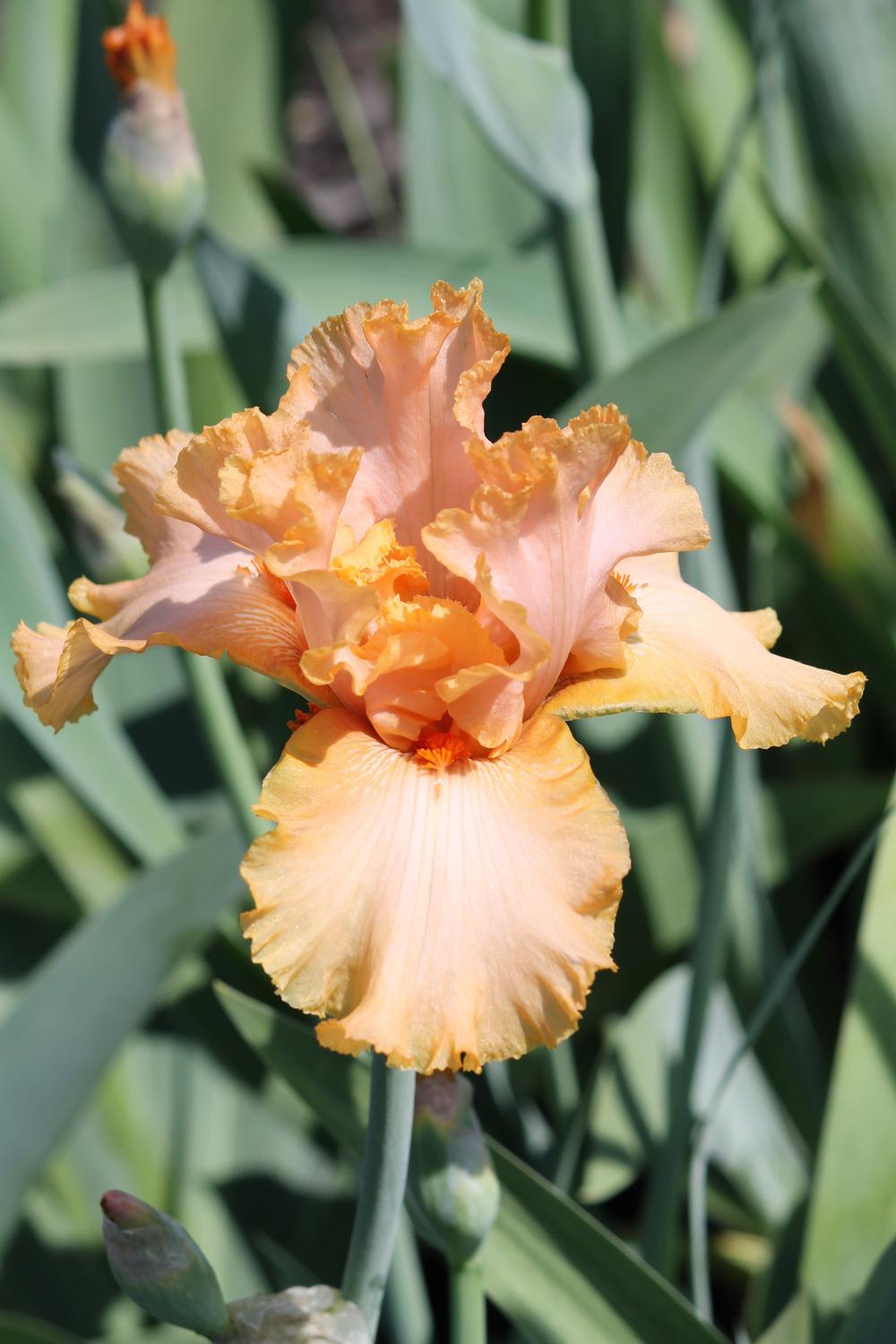 Tall Bearded Iris (Iris 'Forbidden Fruit') in the Irises Database ...