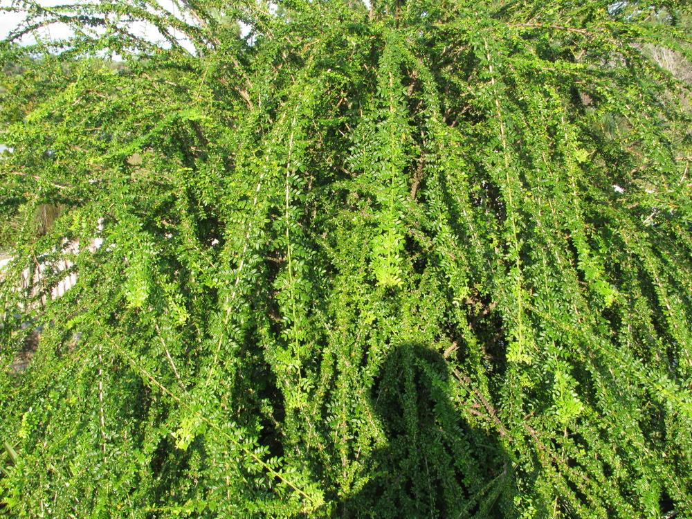 Wattapama (Poitea florida) - Garden.org