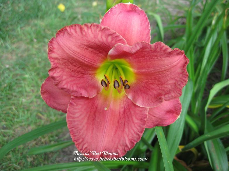 Daylily (Hemerocallis 'Cosmic Vision') in the Daylilies Database ...