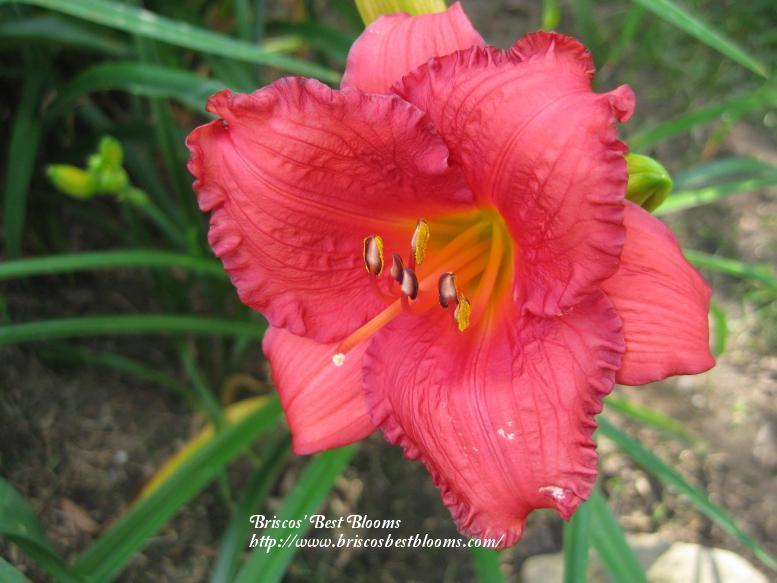 Photo of the bloom of Daylily (Hemerocallis 'Razzmatazz') posted by Joy ...