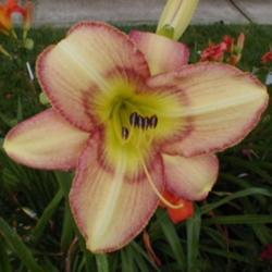 Photo of the bloom of Daylily (Hemerocallis 'Delicate Design') posted ...