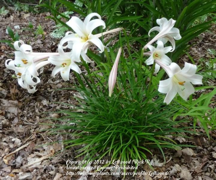 Lily (Lilium formosanum) in the Lilies Database - Garden.org
