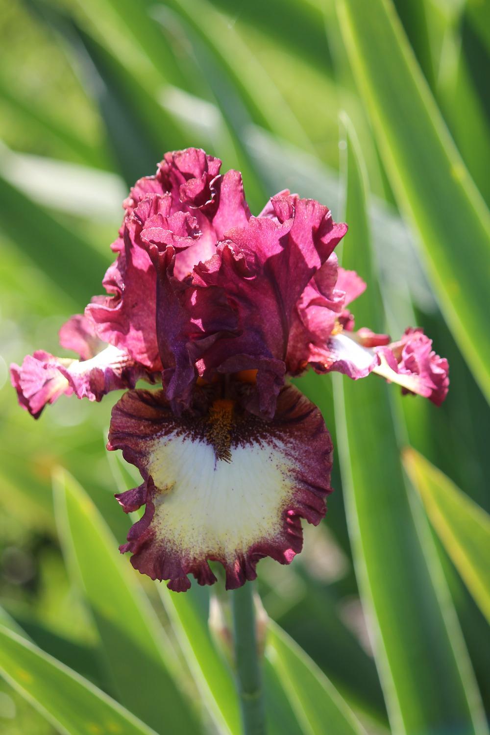 Photo of the bloom of Tall Bearded Iris (Iris 'Class Ring') posted by ...