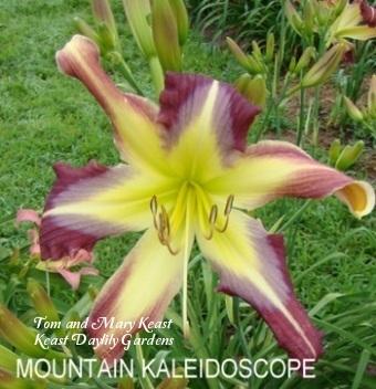 Daylily (Hemerocallis 'Mountain Kaleidoscope') in the Daylilies Database - Garden.org