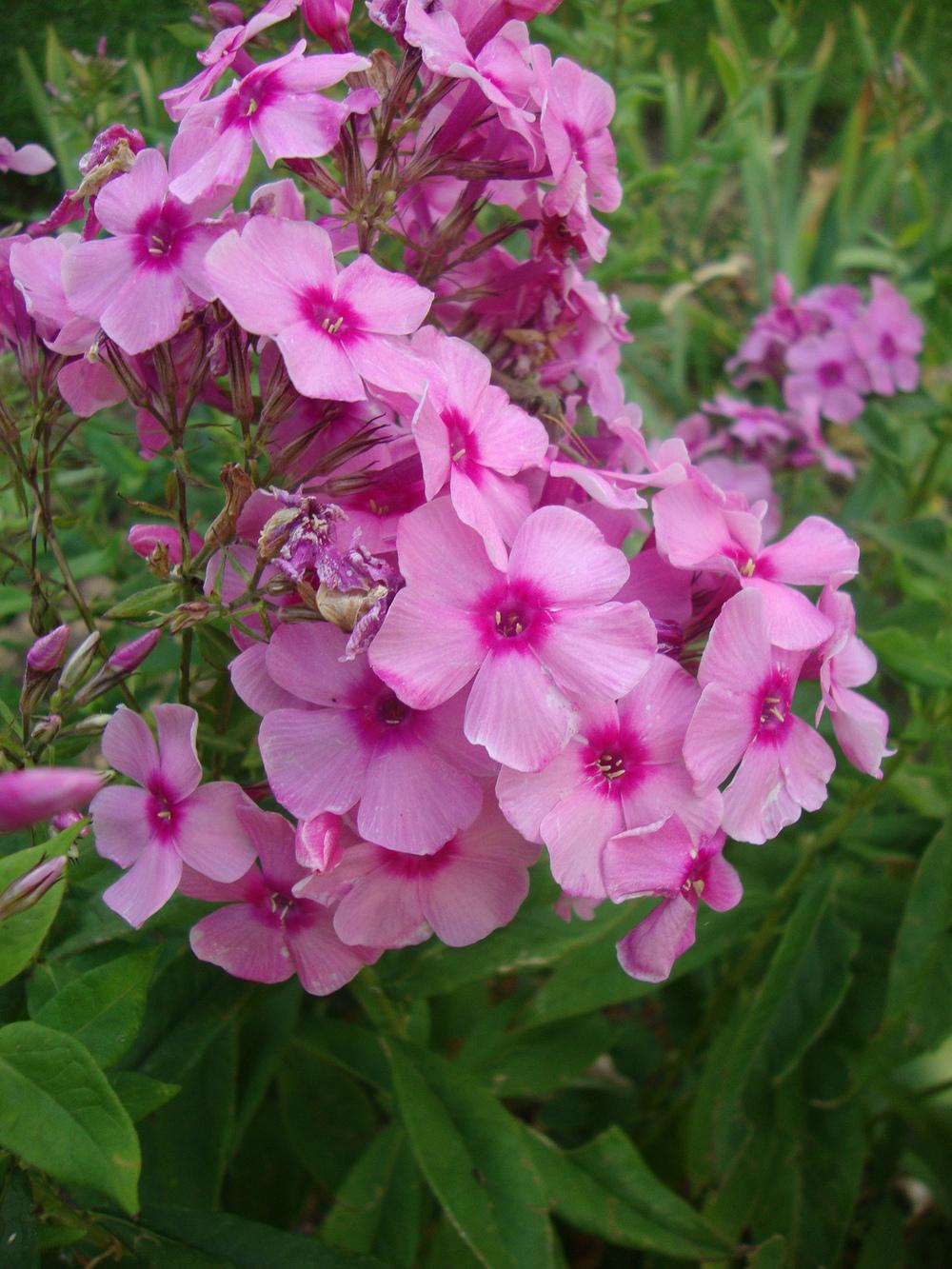 Photo of the bloom of Garden Phlox (Phlox paniculata 'Bright Eyes ...