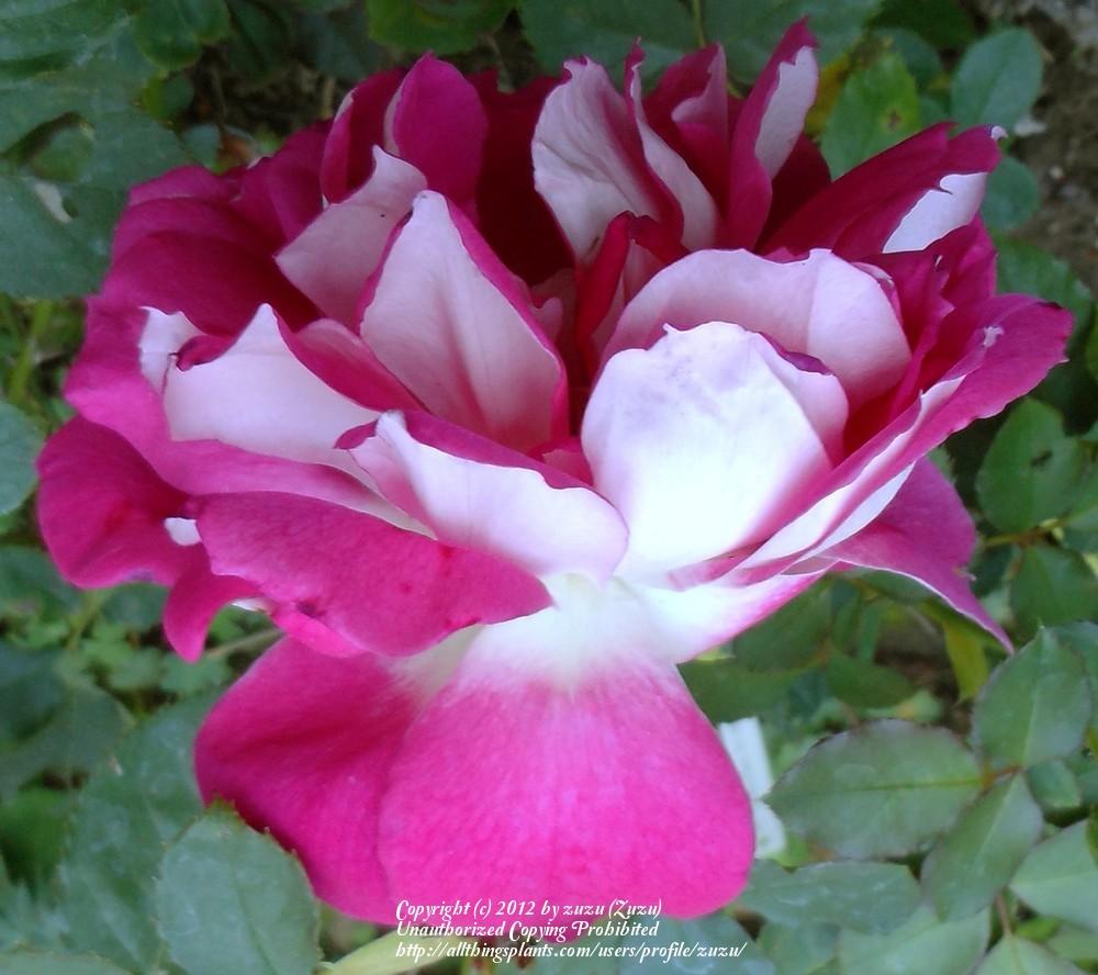 Rose (Rosa 'Ruffles Passion') in the Roses Database - Garden.org