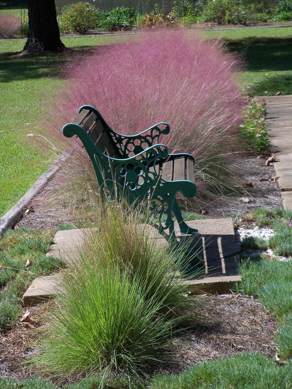 Photo of the entire plant of Pink Muhly Grass (Muhlenbergia capillaris ...