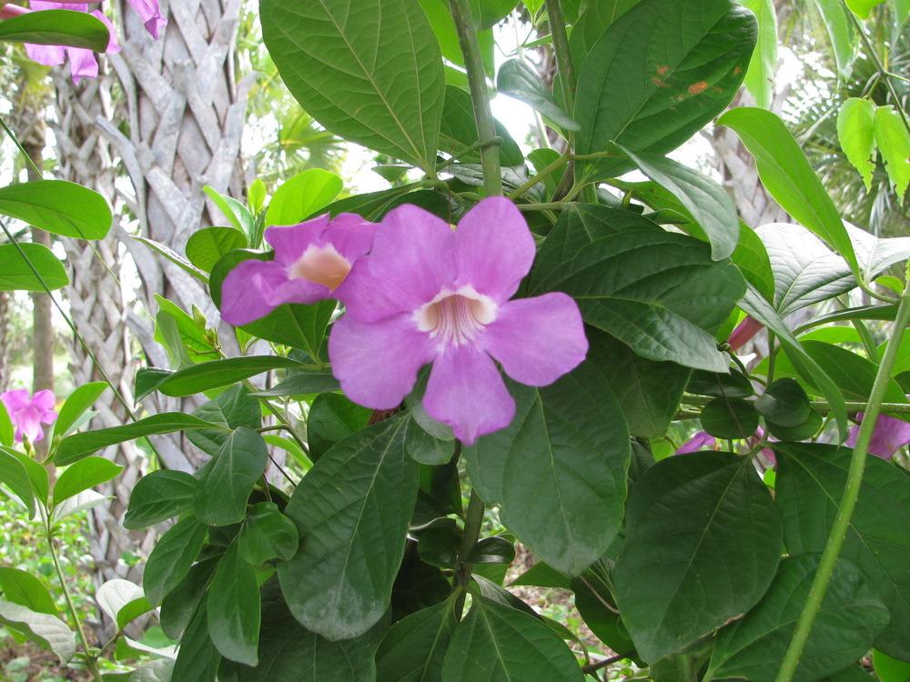 Photo of the bloom of Purple Bignonia (Bignonia magnifica) posted by ...