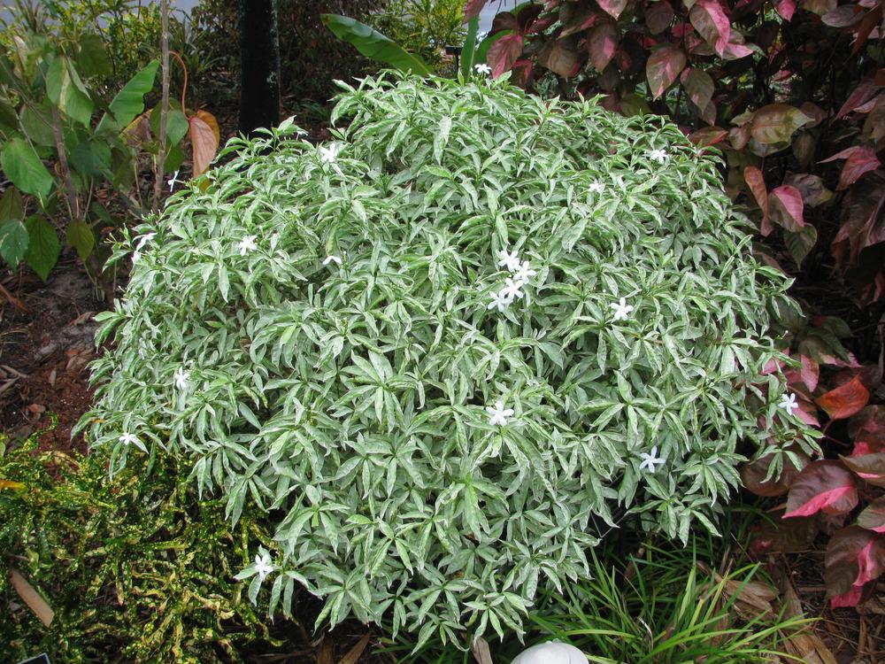 Photo of the entire plant of Variegated Crepe Jasmine (Tabernaemontana ...