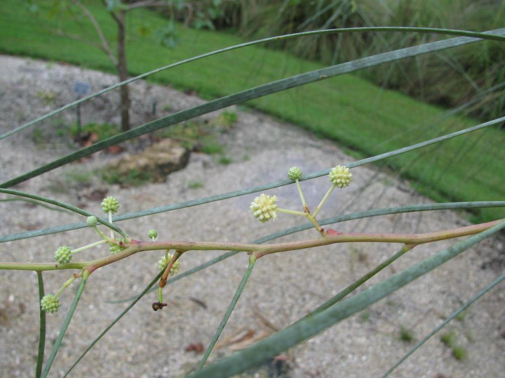 Photo of the closeup of buds, sepals and receptacles of Shoestring ...