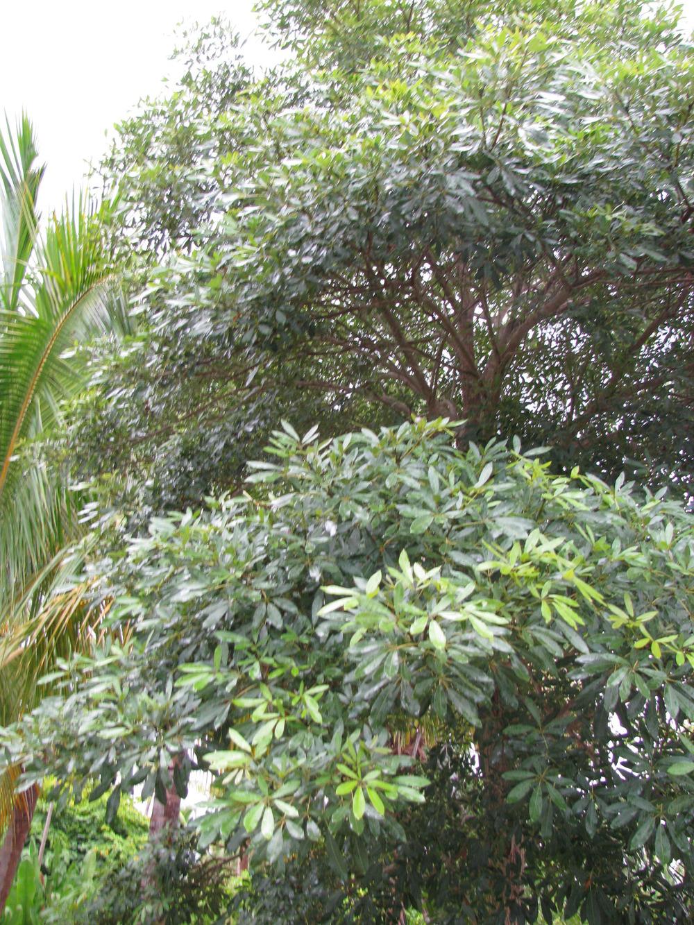 White Dwarf Tabebuia (Tabebuia bahamensis) - Garden.org