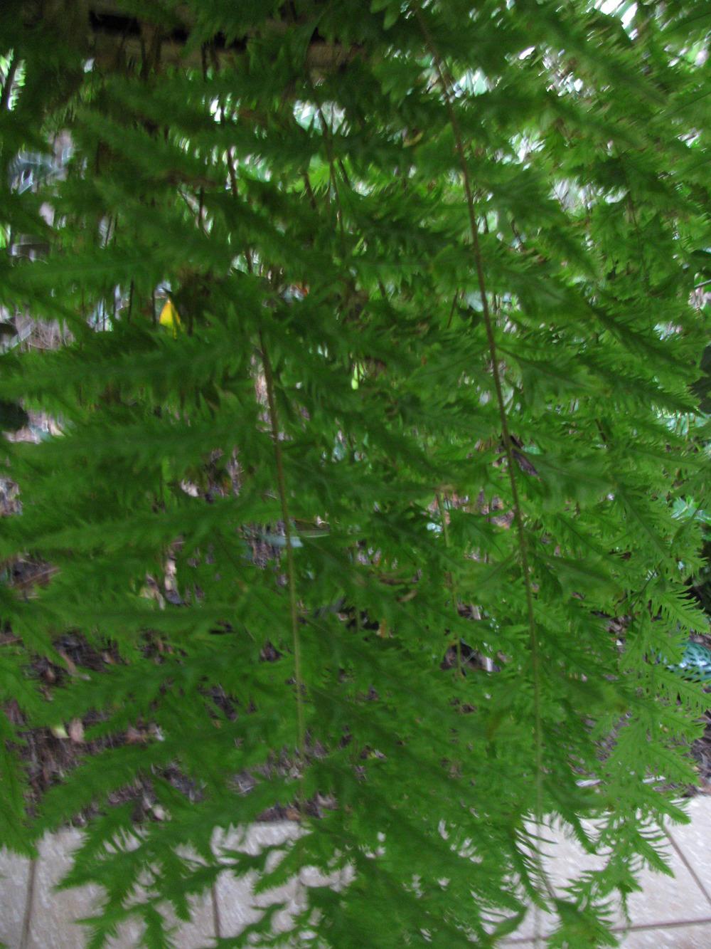 Photo of the leaves of Basket Fern (Drynaria rigidula 'Whitei') posted ...