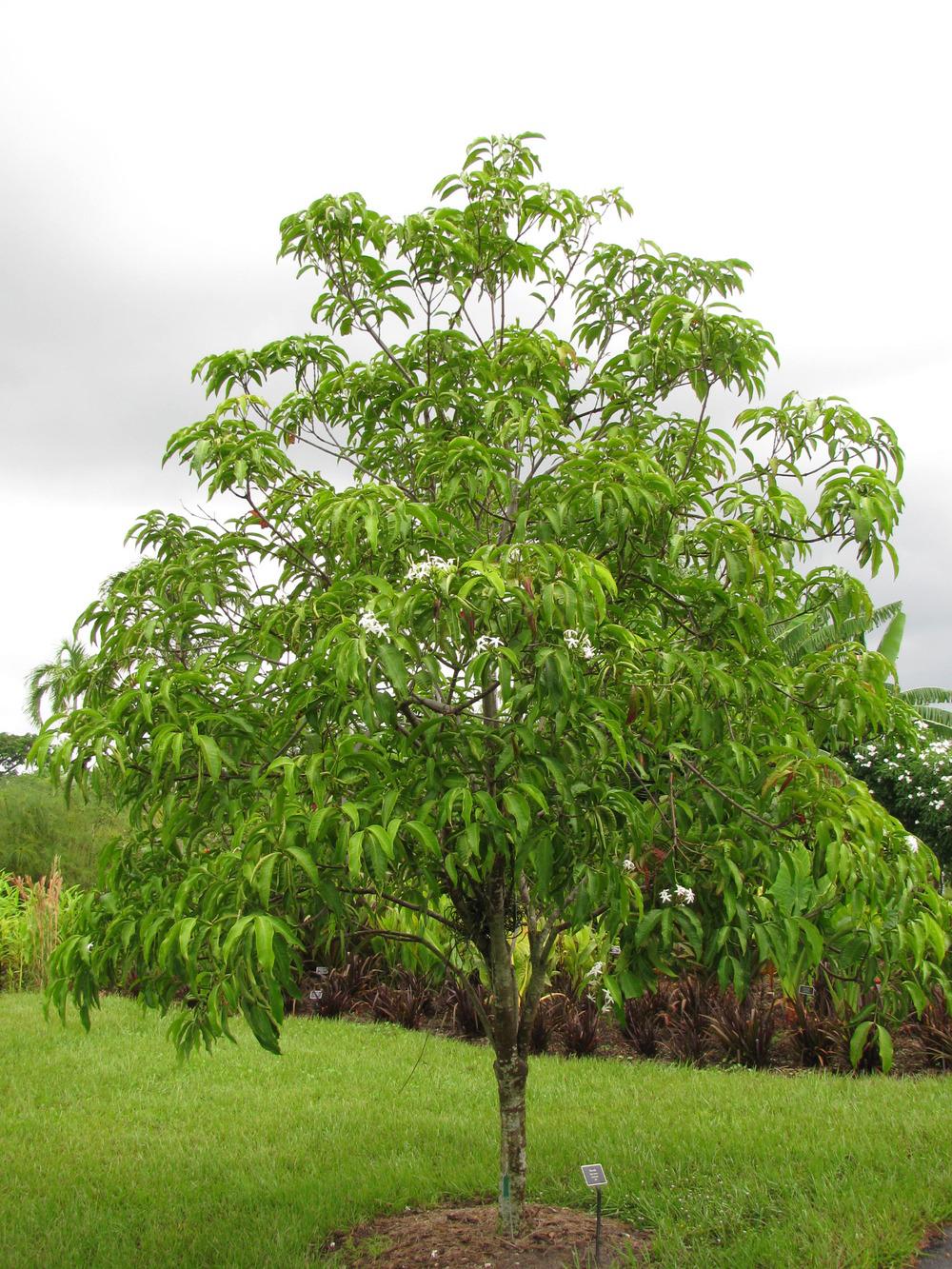 Photo of the entire plant of Pin-mala (Kopsia arborea) posted by ...