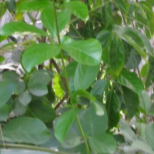 Purple Bignonia (Bignonia magnifica) - Garden.org