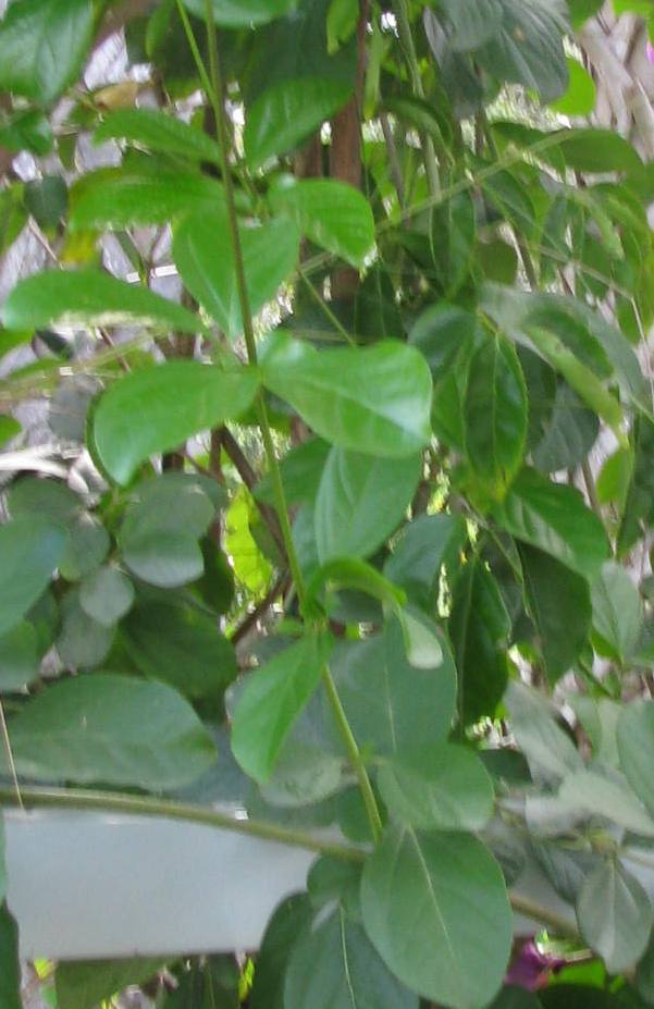Purple Bignonia (Bignonia magnifica) - Garden.org