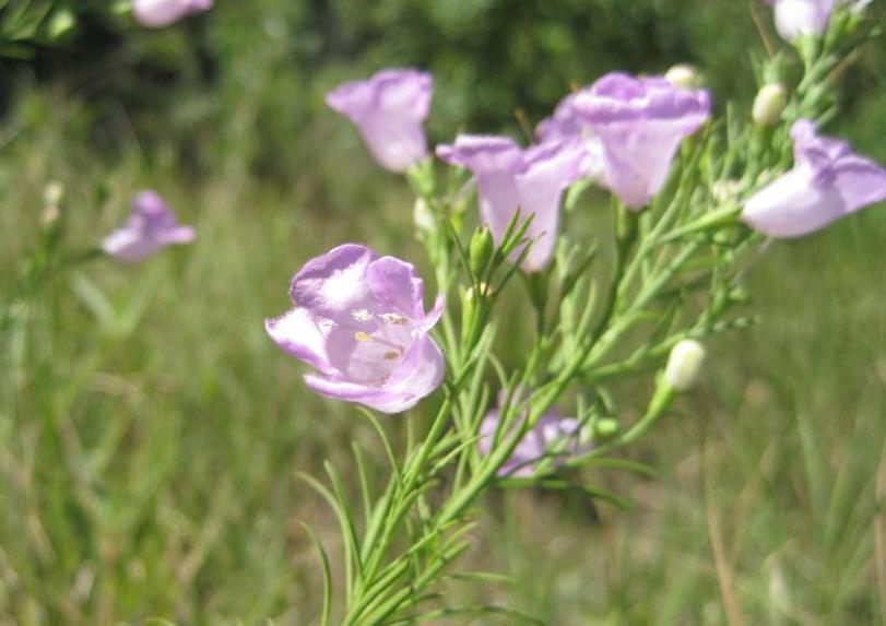 Tall False Foxglove (Agalinis aspera) - Garden.org
