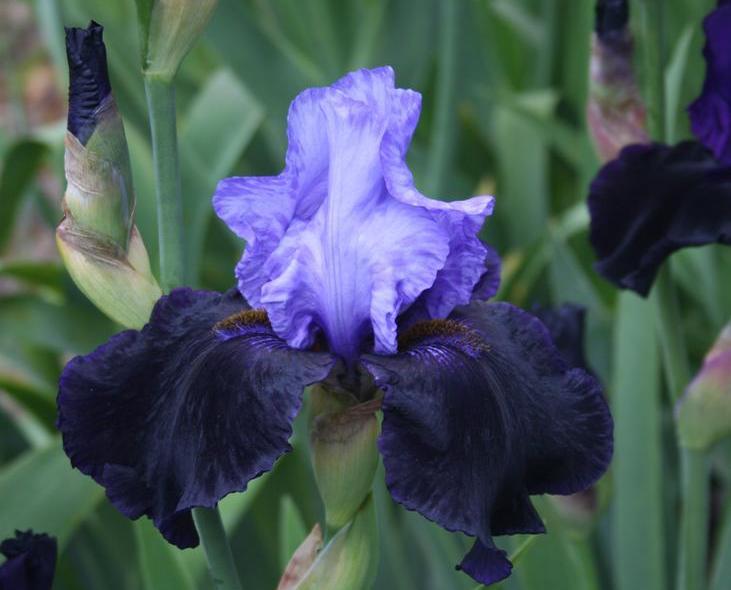 Photo of the bloom of Tall Bearded Iris (Iris 'Dangerous Mood') posted ...