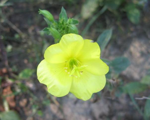 Hairy Evening Primrose (Oenothera villosa) in the Oenotheras Database ...