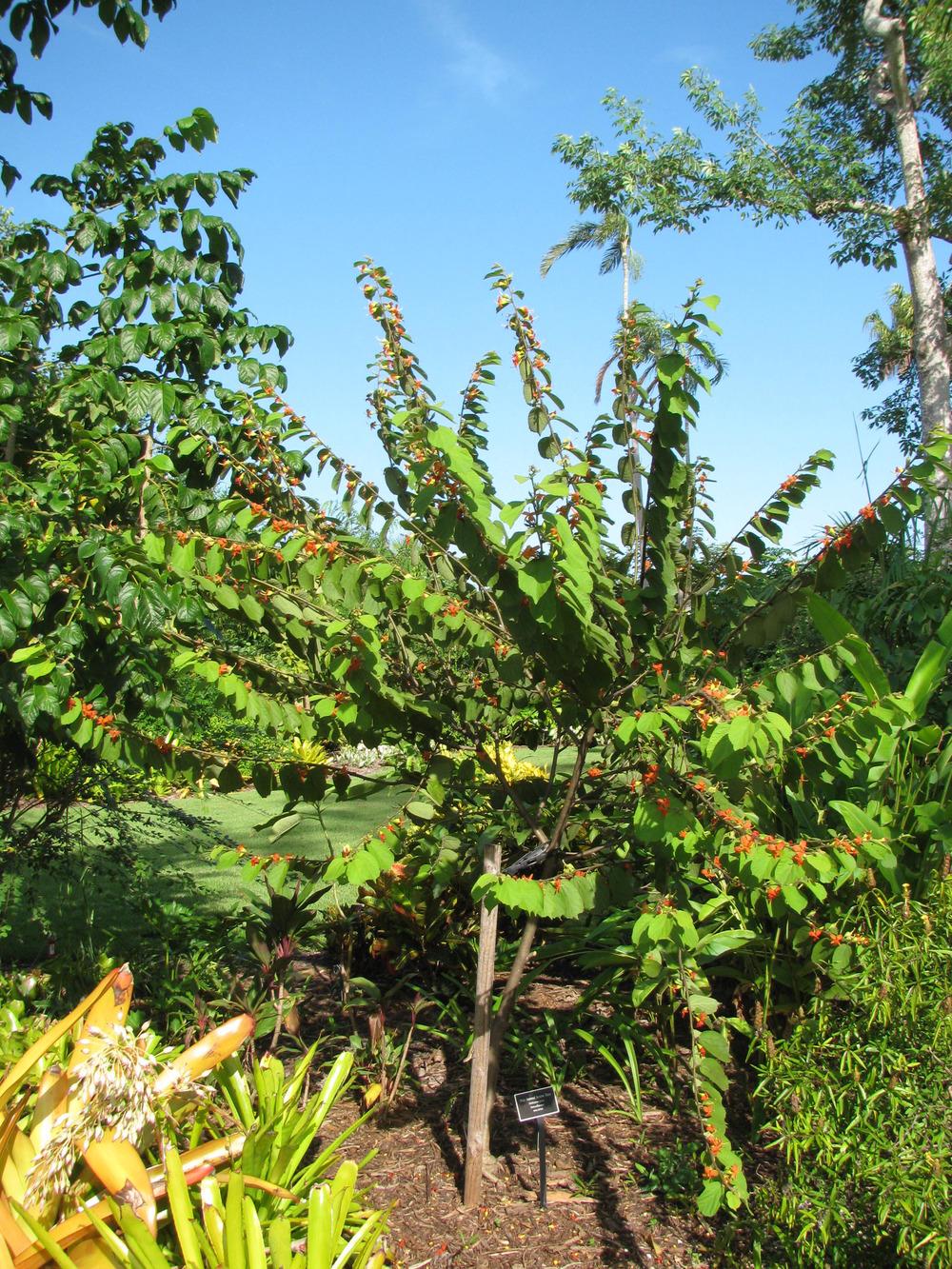 Photo of the entire plant of Nut-leaved Screw Tree (Helicteres isora ...