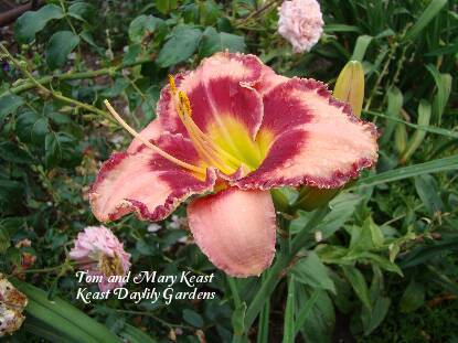 Daylily (Hemerocallis 'Raspberry Fields Forever') in the Daylilies ...