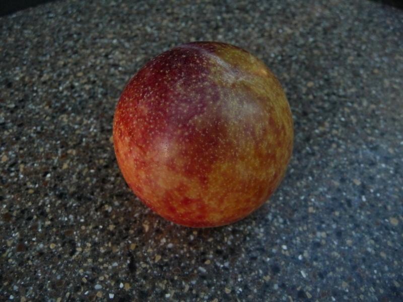 Photo of the fruit of Pluot (Prunus 'Dapple Dandy') posted by gardengus ...