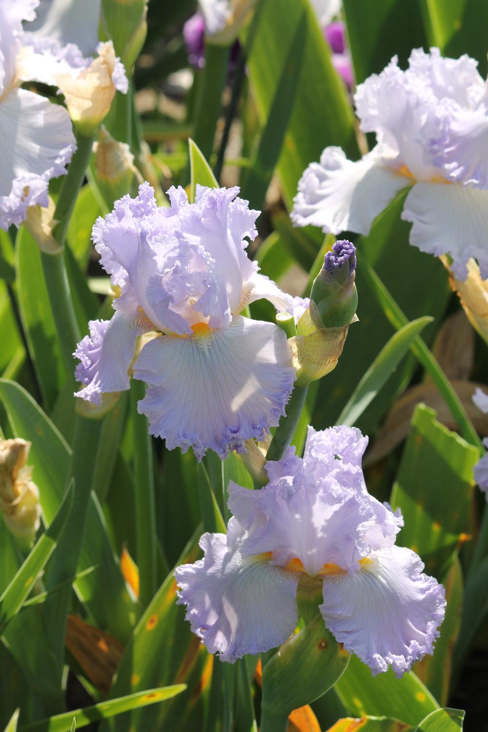 Photo of the bloom of Tall Bearded Iris (Iris 'Fancy Stuff') posted by ...