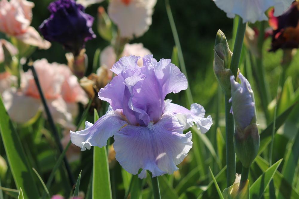 Photo of the bloom of Tall Bearded Iris (Iris 'Queen of the Mist ...