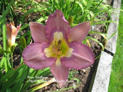 Photo of the bloom of Daylily (Hemerocallis 'Chinese Temple Flower ...