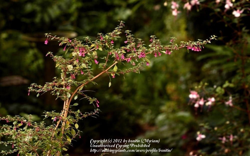 Photo of the entire plant of Small Leaf Fuchsia (Fuchsia microphylla ...