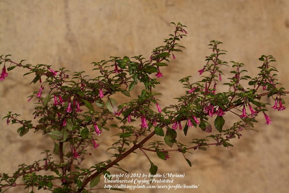 Photo of the entire plant of Small Leaf Fuchsia (Fuchsia microphylla ...