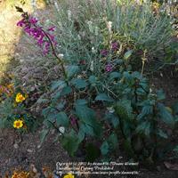 Chiapas Sage (Salvia chiapensis) in the Salvias Database - Garden.org