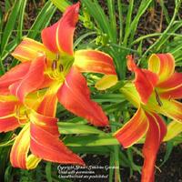 Photo of the bloom of Daylily (Hemerocallis 'Aztec Firebird') posted by ...