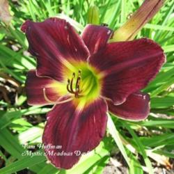 Daylily (Hemerocallis 'Midsummer Nightingale') in the Daylilies ...