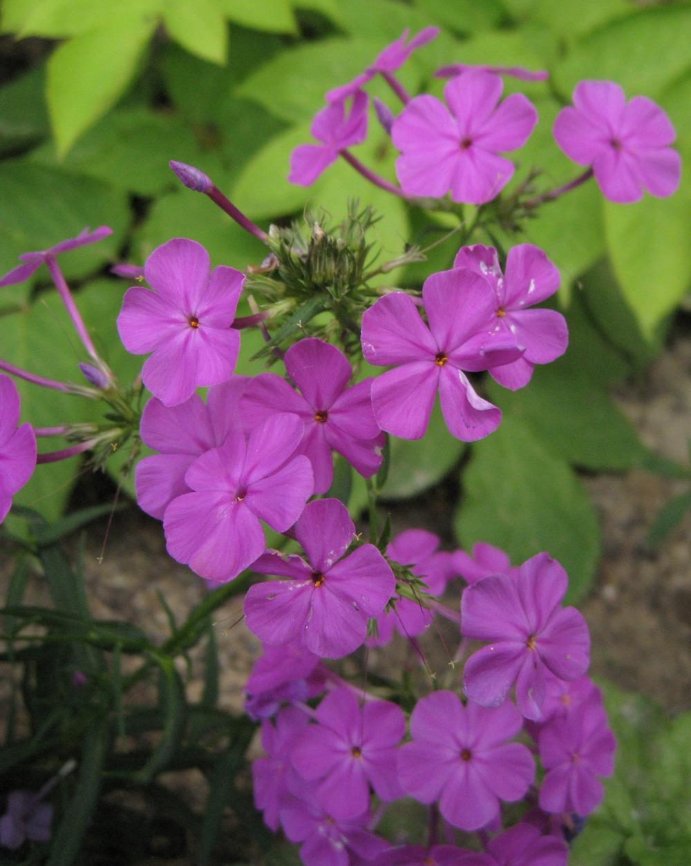Phlox 'Wanda' in the Perennials forum - Garden.org