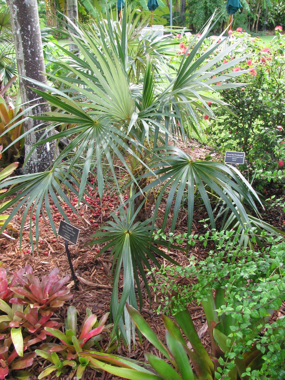 Silver Thatch Palm (Coccothrinax argentea) - Garden.org