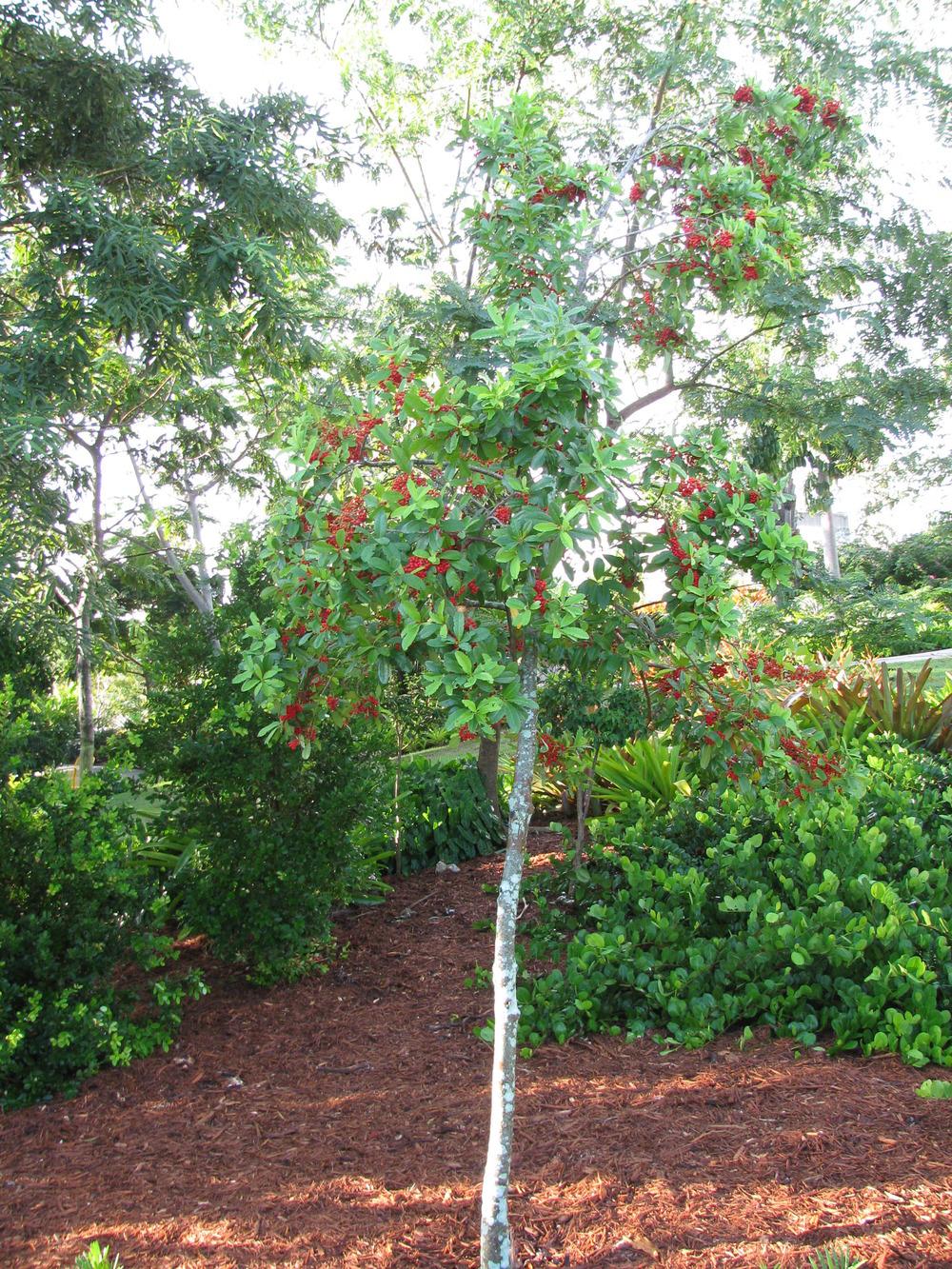 Photo of the entire plant of Dahoon Holly (Ilex cassine) posted by ...