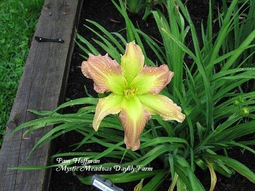 Photo of the entire plant of Daylily (Hemerocallis 'Prague Spring ...
