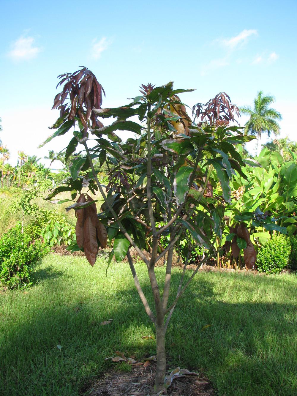 Photo of the entire plant of Mango (Mangifera casturi) posted by ...