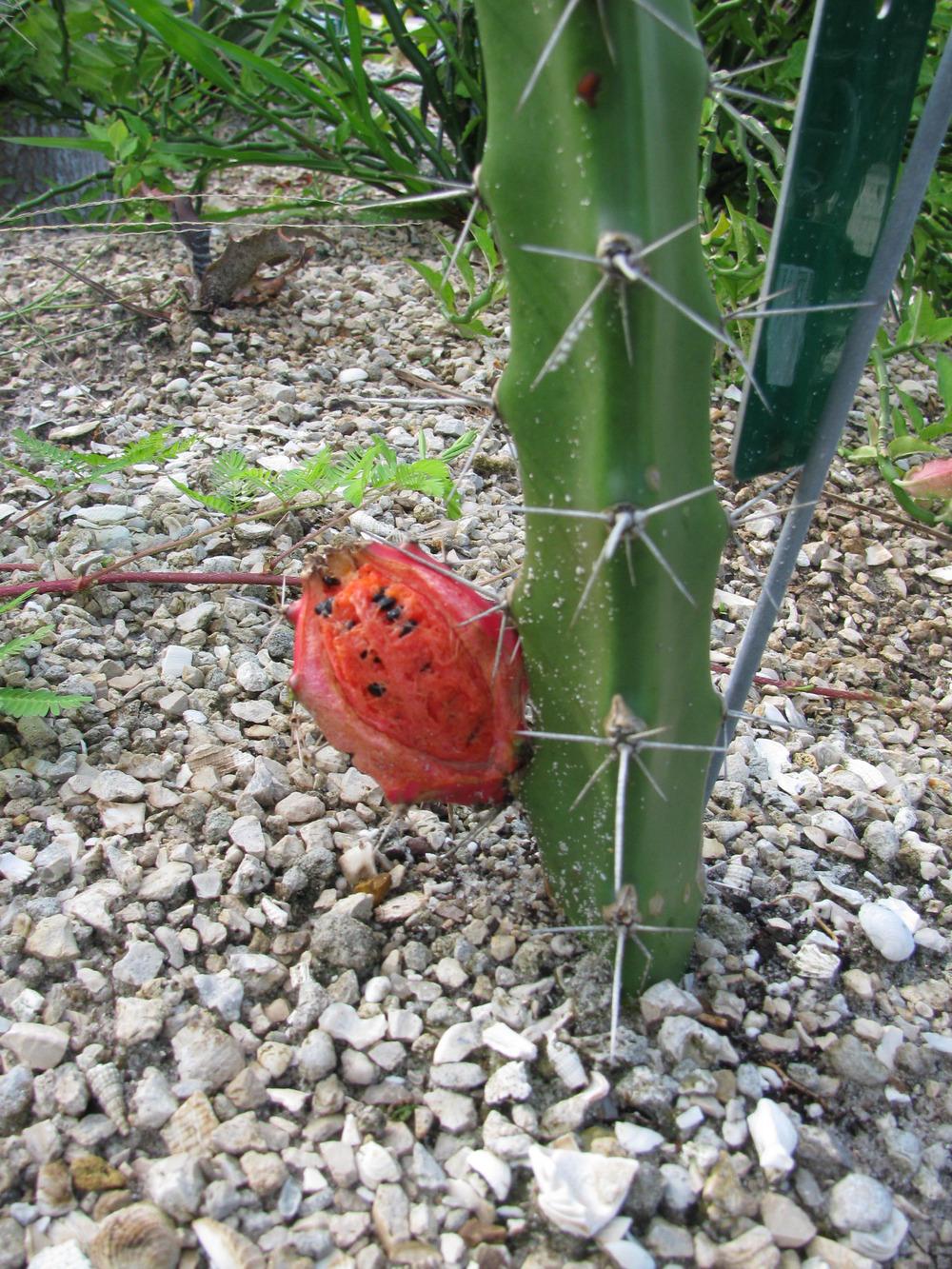 Photo of the fruit of Triangle Cactus (Acanthocereus tetragonus) posted ...