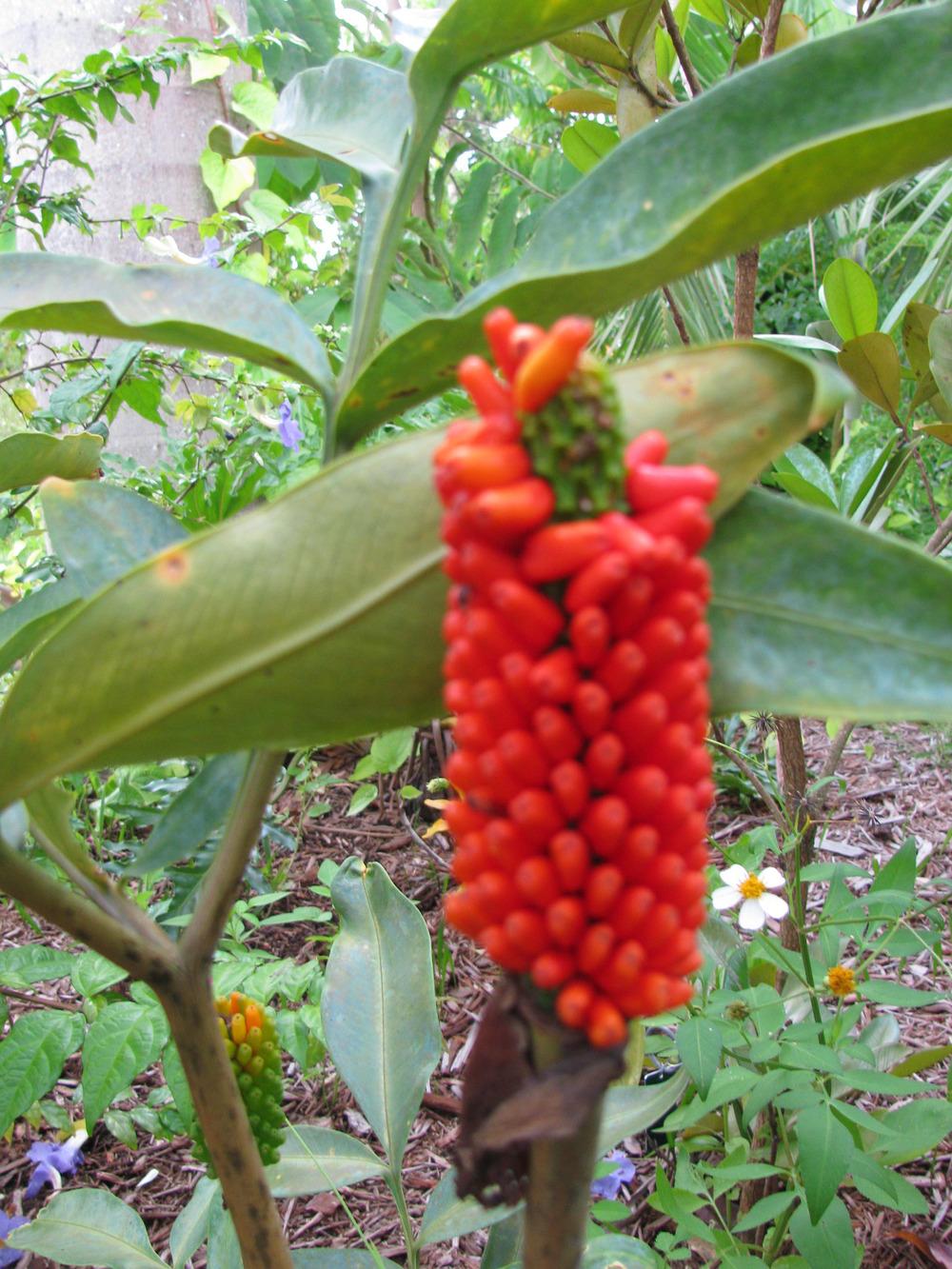 Photo of the bloom of Voodoo Plant (Amorphophallus lacourii) posted by ...