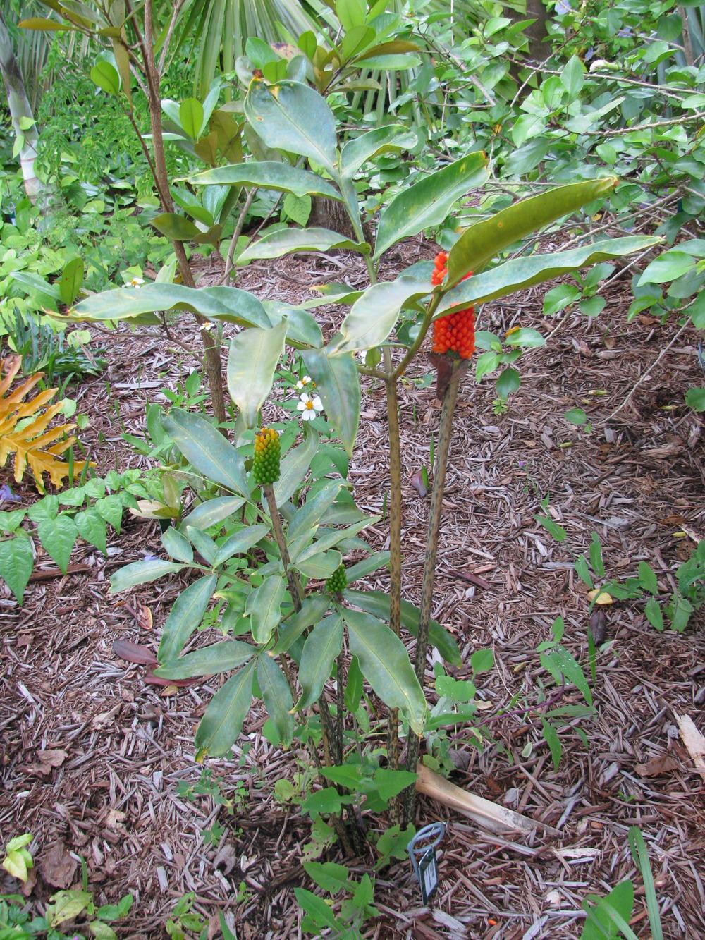 Voodoo Plant (Amorphophallus lacourii) in the Amorphophallus Database ...