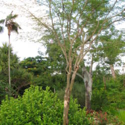 Photo of the bloom of Bridalveil Tree (Caesalpinia granadillo) posted ...