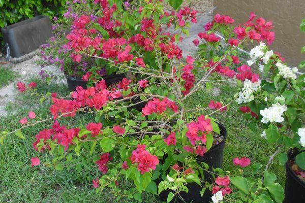 Good idea in Spring into Nursery Shopping - Garden.org