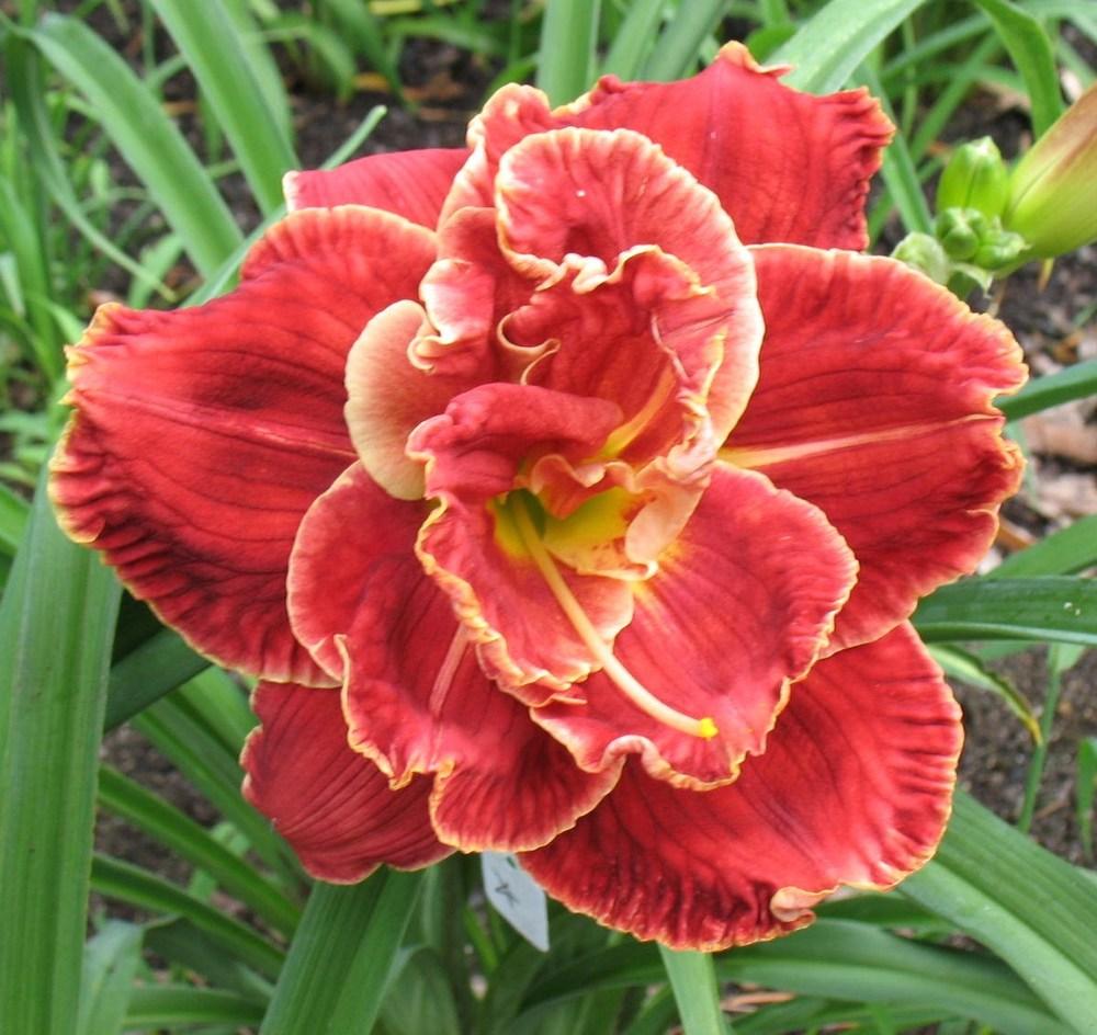 Photo of the bloom of Daylily (Hemerocallis 'Amanda's Little Red Shoes') posted by LALAMBCHOP ...